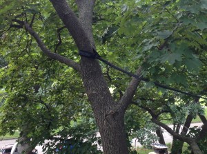 Cabling and Bracing – Arbor Artisans